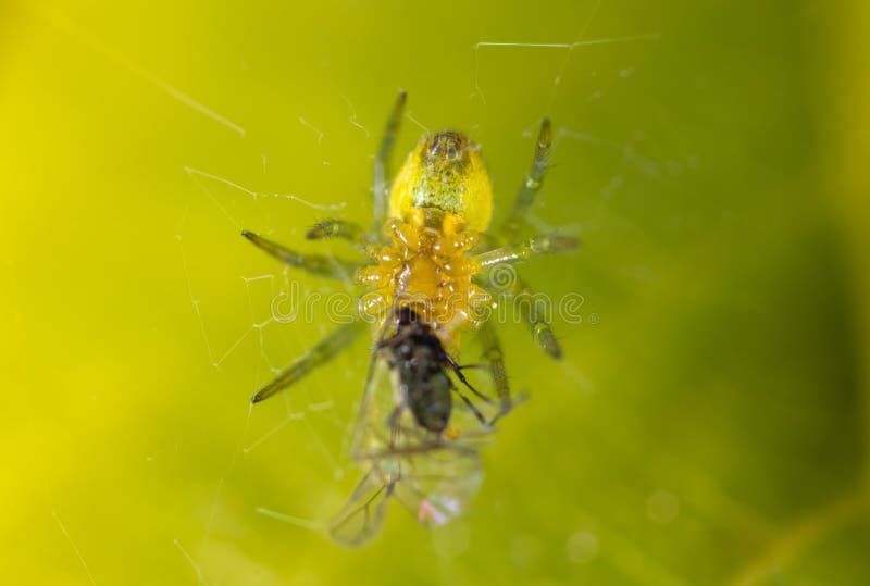 Spider on the Hunt in Nature Stock Image - Image of outdoor, hunt ...