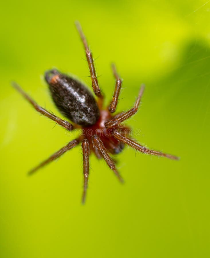 Spider on the Hunt in Nature Stock Photo - Image of black, colorful ...