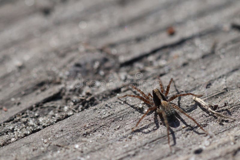 Spider on the hunt. stock image. Image of arachnid, brown - 214934113