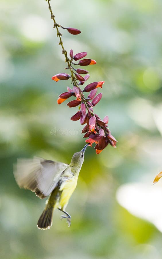 Spider Hunter Feeding on a Flower Stock Photo - Image of shrub, petal ...