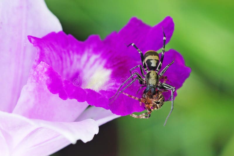 Spider the Hunter on the Flower Stock Photo - Image of forest ...