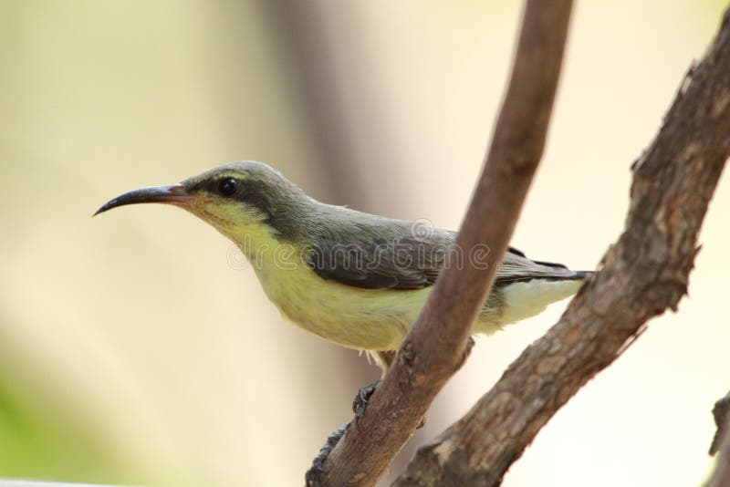 The spider hunters stock image. Image of green, family - 72095813