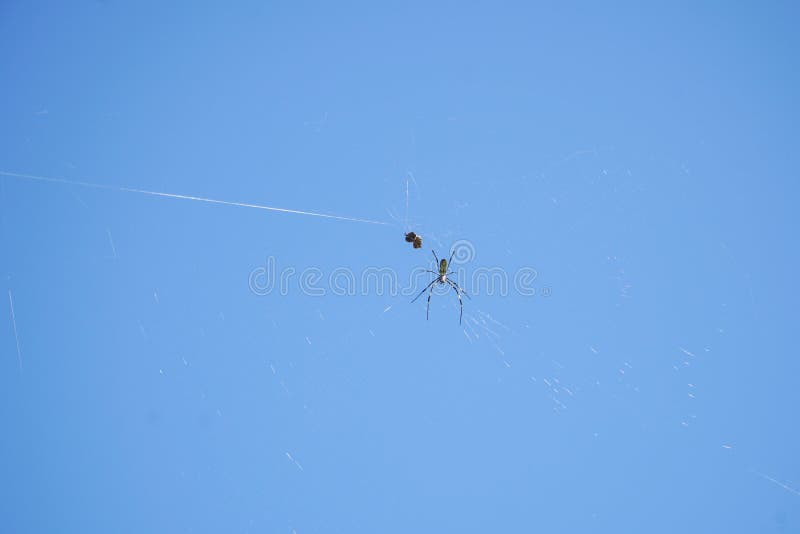 Spider is Hunting, Catching Another Insect with Its Web, Under the Blue ...
