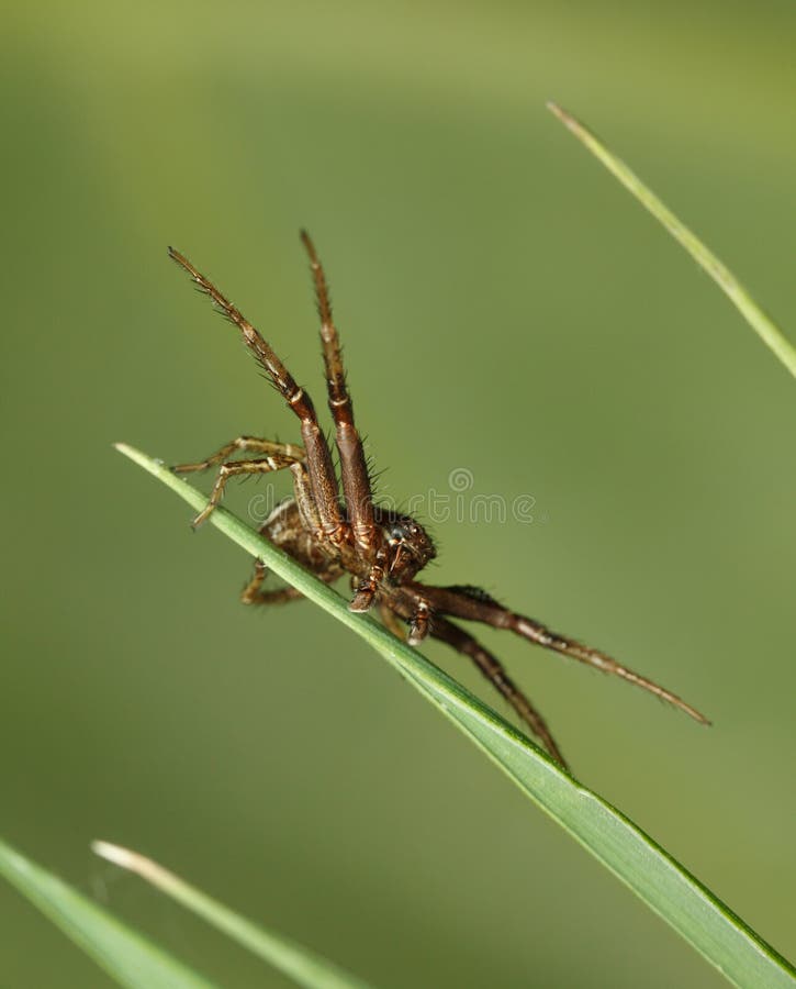 Spider hunting in grass stock image. Image of wild, closeup - 78820445