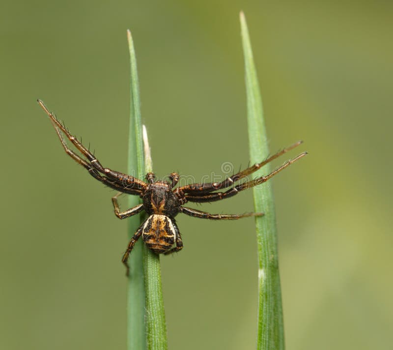 Hunting spider stock image. Image of nature, insect, single - 84737079