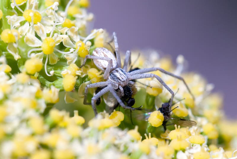 Spider hunting stock image. Image of macro, land, nature - 71279099