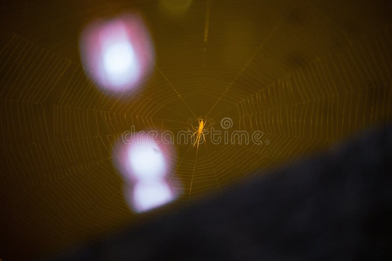 Spider Hunting in the Night Stock Photo - Image of glass, font: 235862144