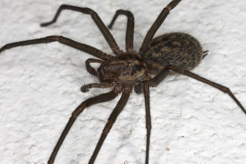 Hunting Spider Eating Earwig. Stock Photo - Image of multi ...