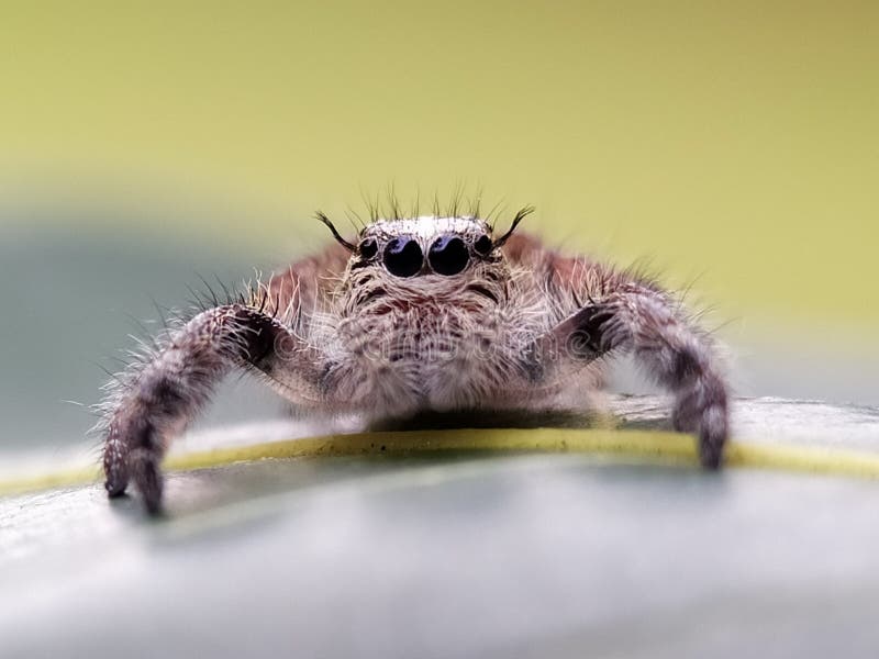 Spider Hylus Stock Photos - Free & Royalty-Free Stock Photos from ...