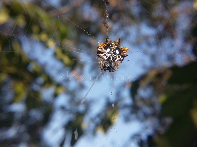 Shield shaped spider stock photo. Image of looks, like - 118508110