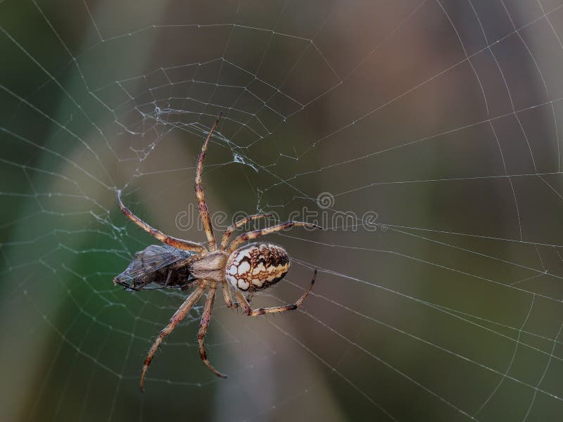 Spider with Insect Captured in Its Web Stock Image - Image of ...