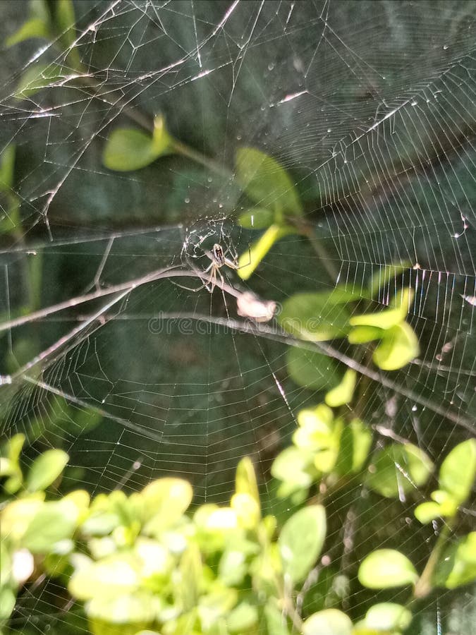 Spider insect cobweb stock photo. Image of invertebrate - 210314620