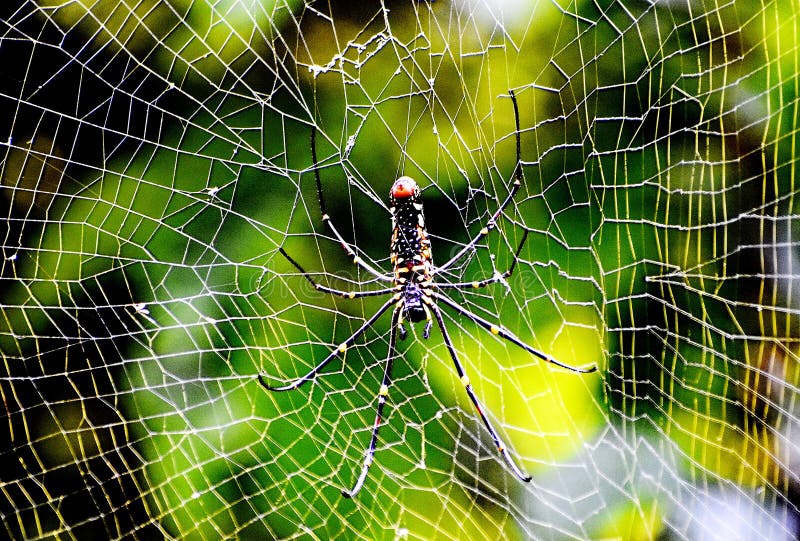 Spider insect stock image. Image of poisonous, insectivore - 174173479