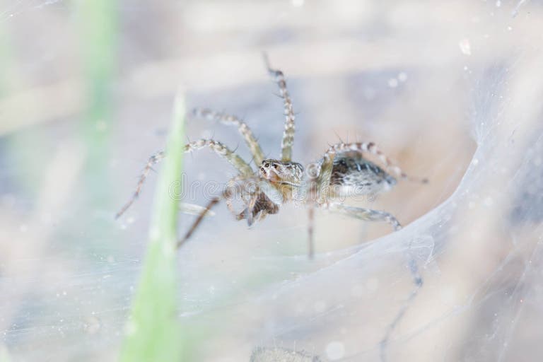 Spider stock image. Image of plant, park, landscape, weed - 47866051