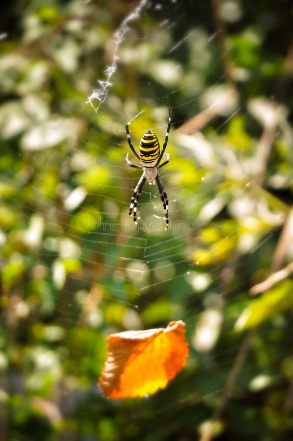 Spider Insects Danger Poison Tusket Web Stock Photo - Image of tusket ...