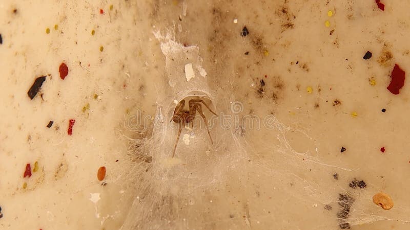 Spider Inside Its Web Waiting for Prey. Micro Monster Inside the House ...