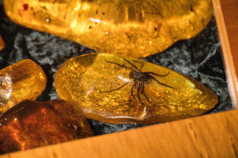 Spider Inside a Kauri Amber. Stock Photo - Image of ambergris ...