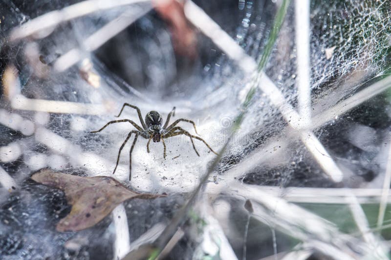 Spider inside a web tunnel stock image. Image of spiderweb - 270485965