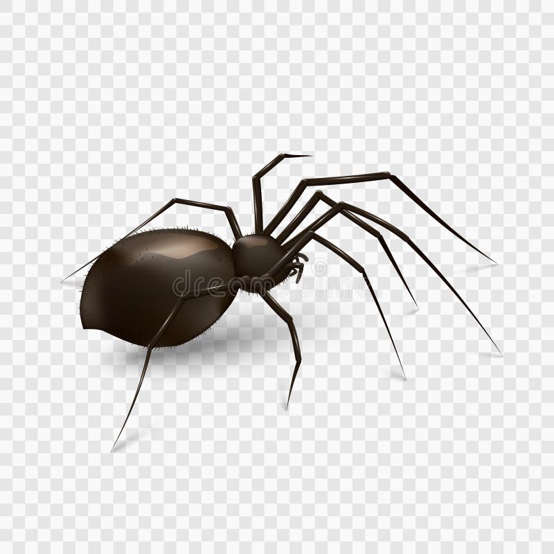 Transparent Spider Stock Illustrations – 1,555 Transparent Spider Stock ...