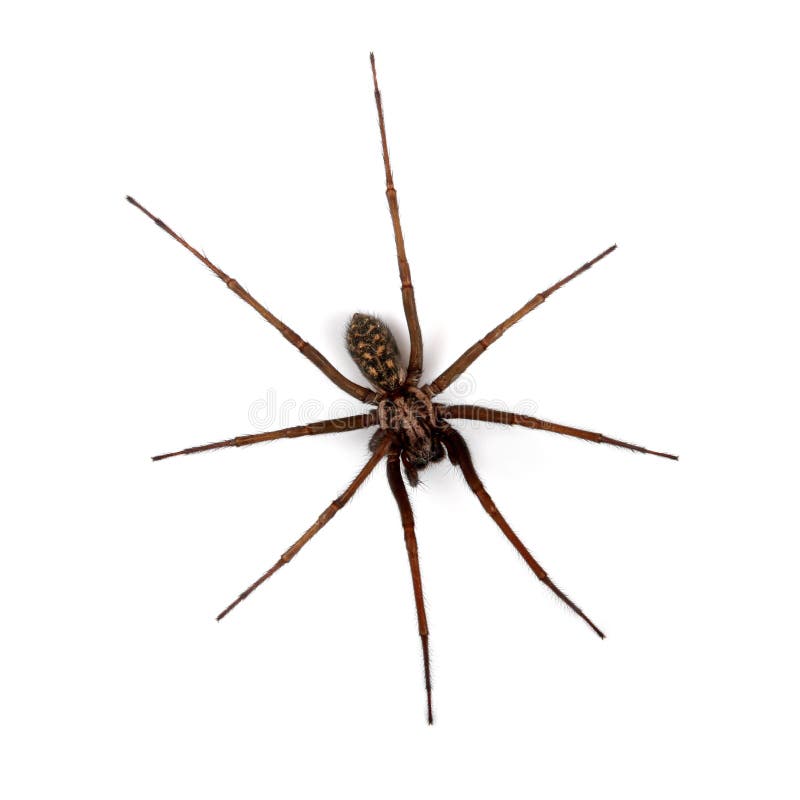 Isolated tegenaria spider stock photo. Image of isolated - 3272310