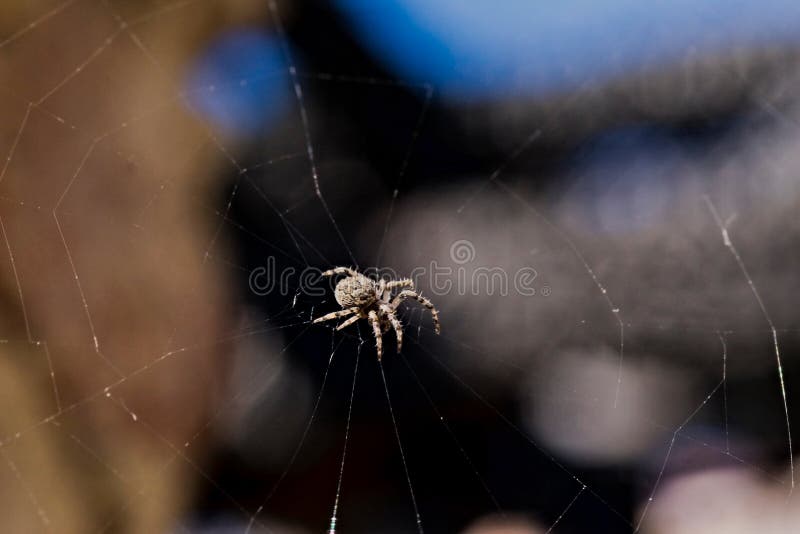 A Small Cross Spider, in the Middle of a Cobweb. Stock Image - Image of ...