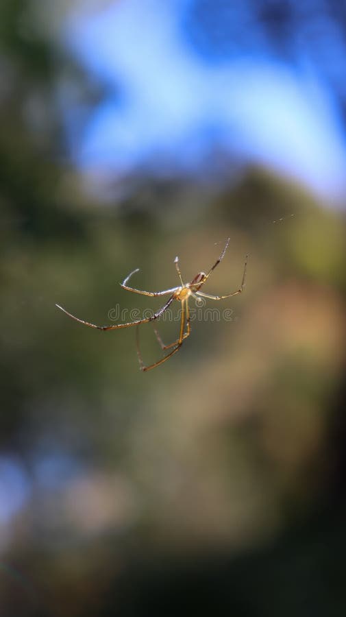 A Spider with Its Eyes Closed, Hanging Upside Down from it S Web Stock ...