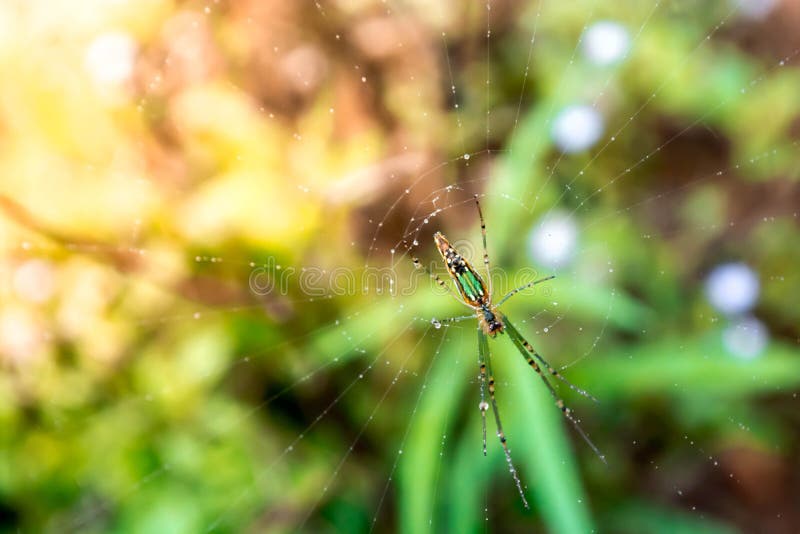 Spider and its filament stock image. Image of macro - 117061209