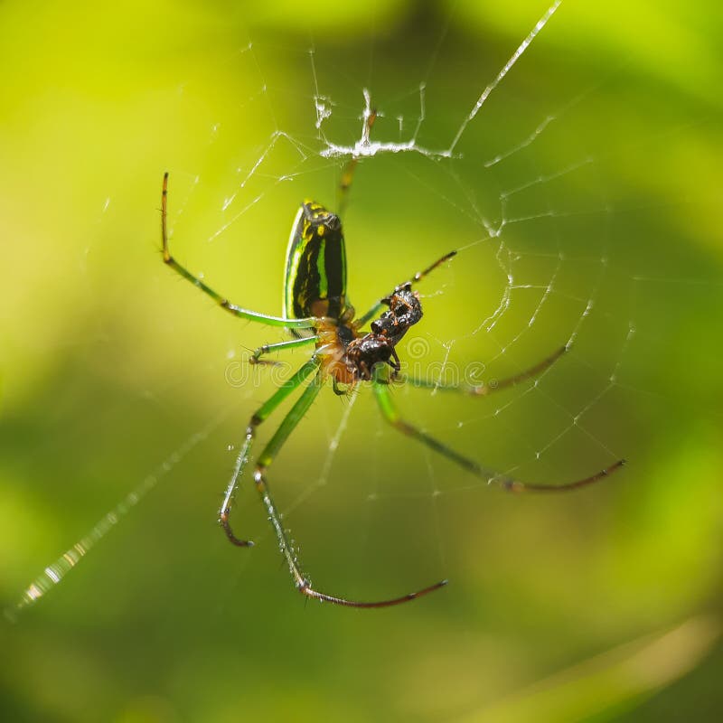 A spider with its food stock photo. Image of hanging - 275913030