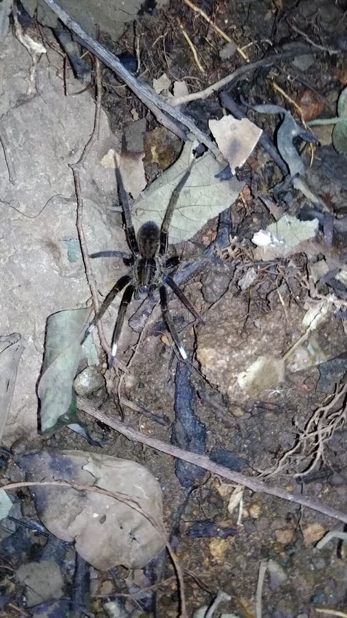 Spider stock image. Image of natural, nature, environment - 104195857