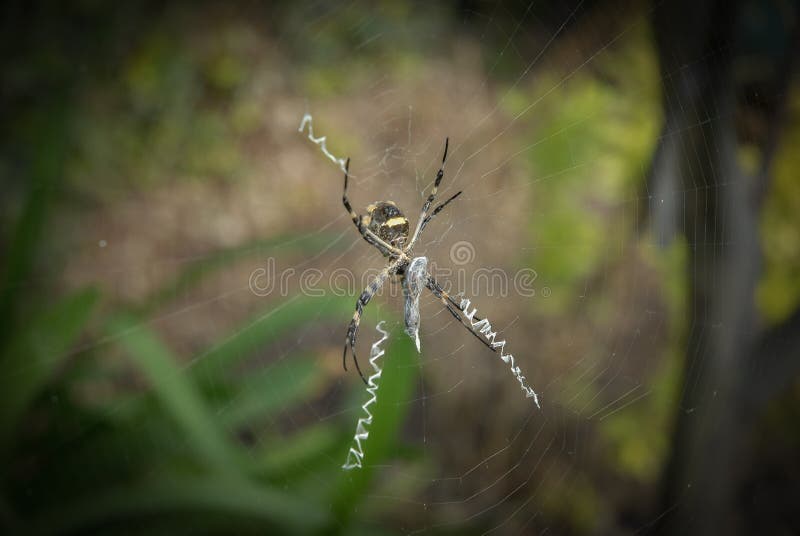 Spider in Its Natural Habitat of a Garden Stock Image - Image of ...