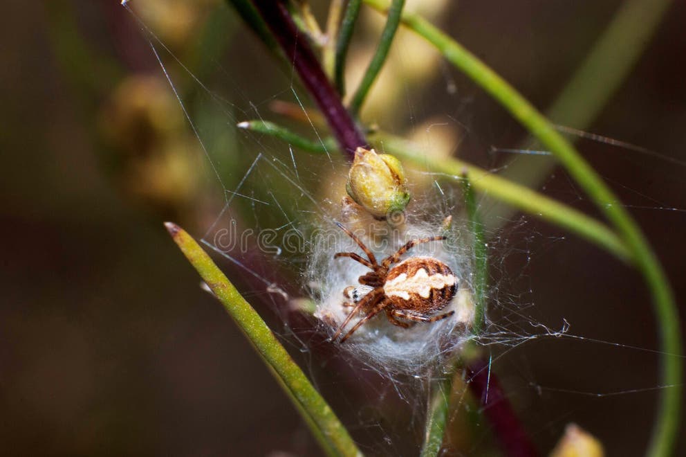 Spider and its nest stock photo. Image of firing, insect - 22453784
