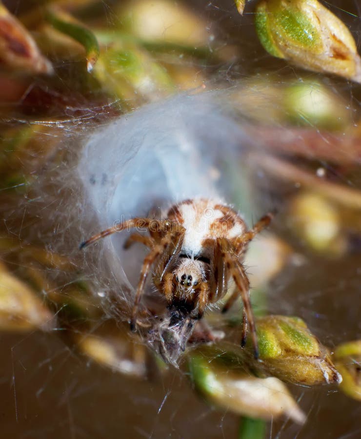Spider and its nest stock image. Image of nest, cobwebbing - 22454561