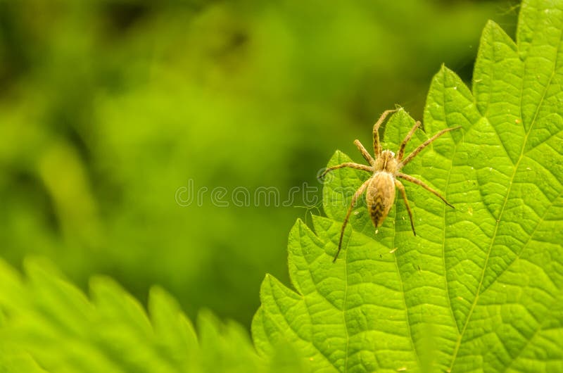 Spider on Its Spider Net. Spider in Its Natural Environment Stock Image ...