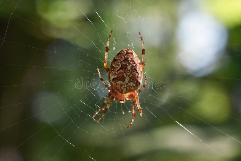 Spider in its network. stock image. Image of insects - 102075699