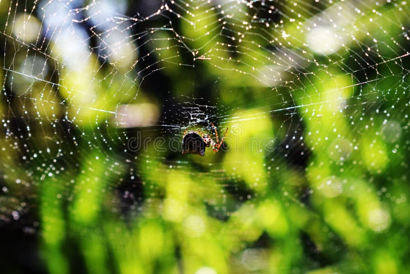 Spider in its network stock image. Image of high, spring - 92063789