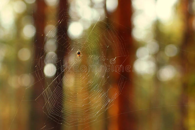 A Spider in Its Network in the Setting Sun Autumn Forest Stock Photo ...