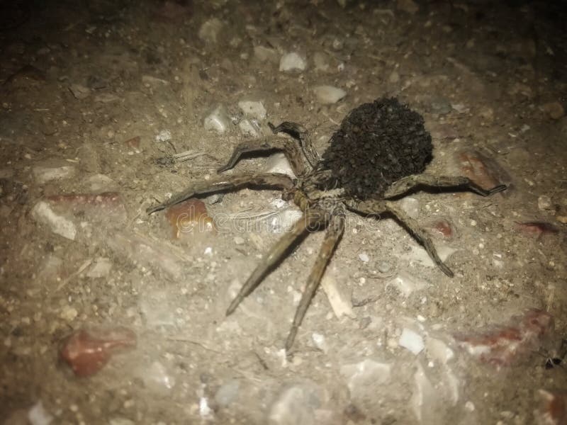 Spider and Its Offspring at Night Stock Photo - Image of hunter, nature ...