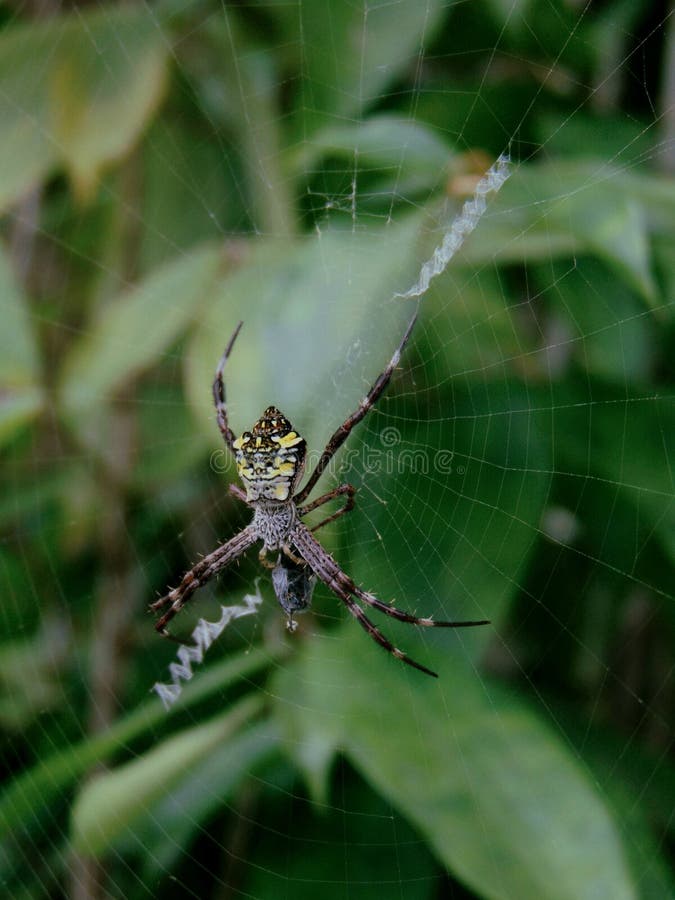 The Spider and Its Prey Insect on the Web Stock Image - Image of ...