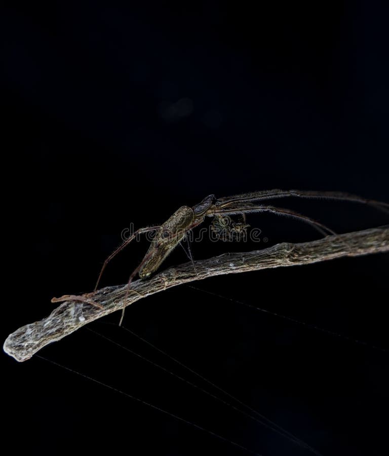 A Spider with Its Prey is on a Stick Stock Photo - Image of yellow ...