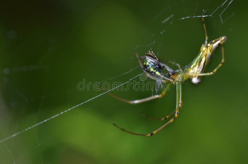 Spider with Its Prey on a Spider Web or Cobweb Stock Photo - Image of ...
