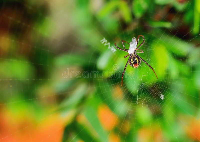 Spider with its prey stock photo. Image of animal, insect - 82742960