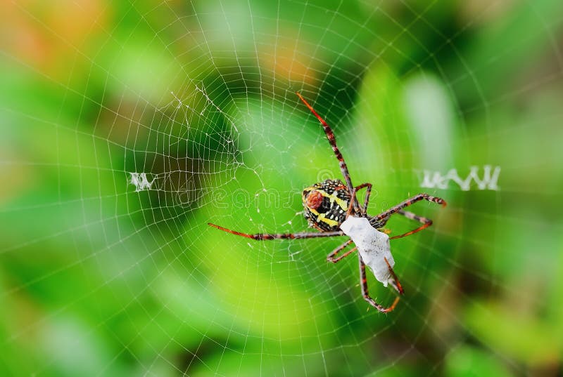Spider with its prey stock photo. Image of araneus, natural - 82742974