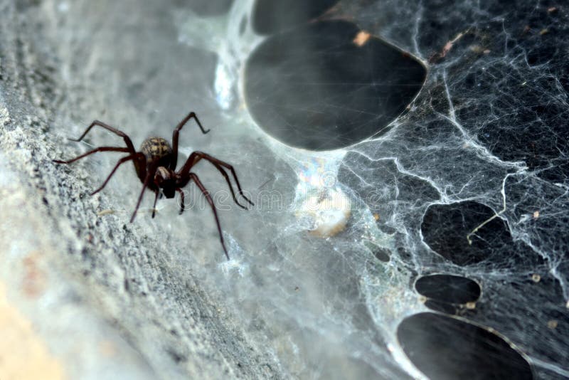 Spider and its spider-web stock image. Image of fauna - 227175139