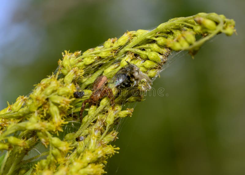 A Spider and Its Victims in a Dense Web Weave on a Stem of a Meadow ...