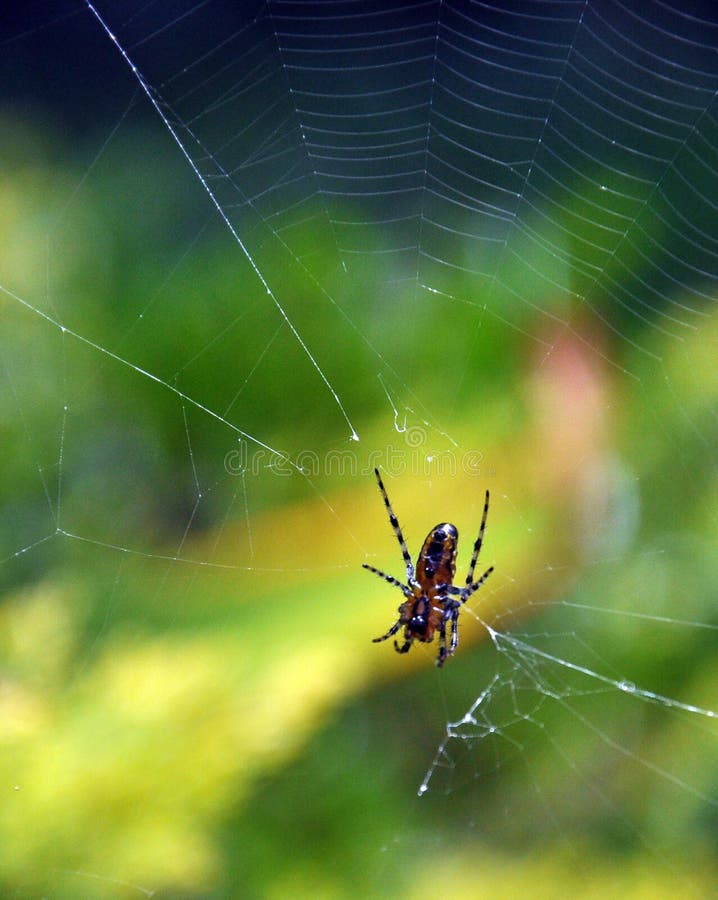 Spider on its web stock image. Image of animal, nature - 11905061