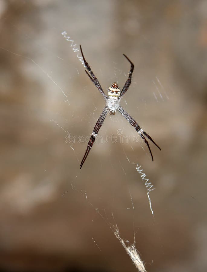Spider in its web stock image. Image of hunt, phobia - 14922835