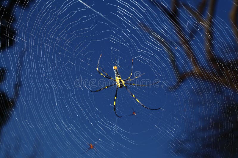 Spider in its web stock image. Image of wildlife, insect - 21680771
