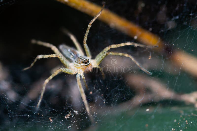 Spider with its web stock image. Image of spidery, wildlife - 279980169