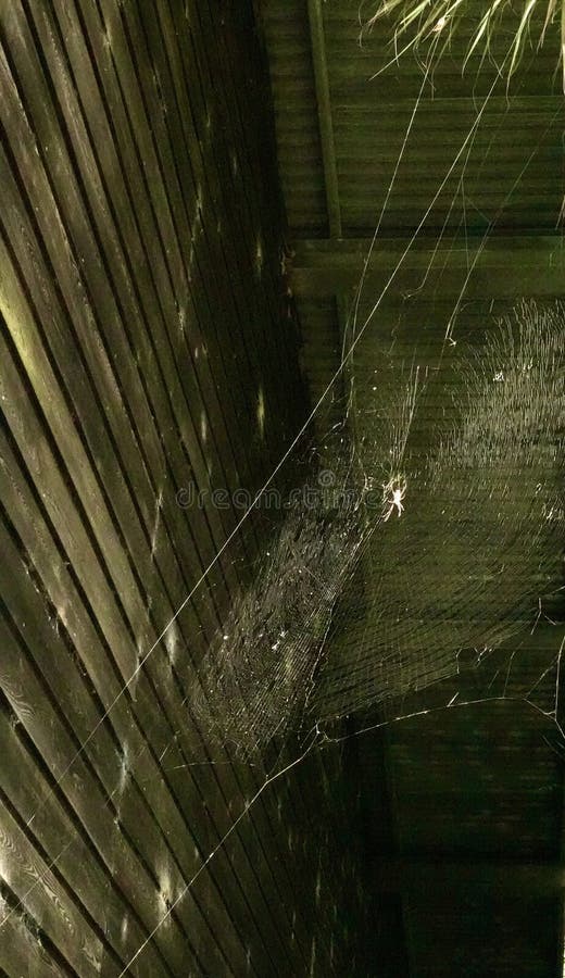 Spider and Web South Carolina Stock Photo - Image of landing, carolina ...