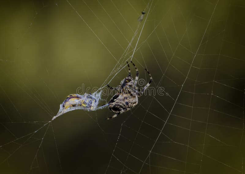 Spider in its web stock photo. Image of spinnerets, arthropods - 45325766